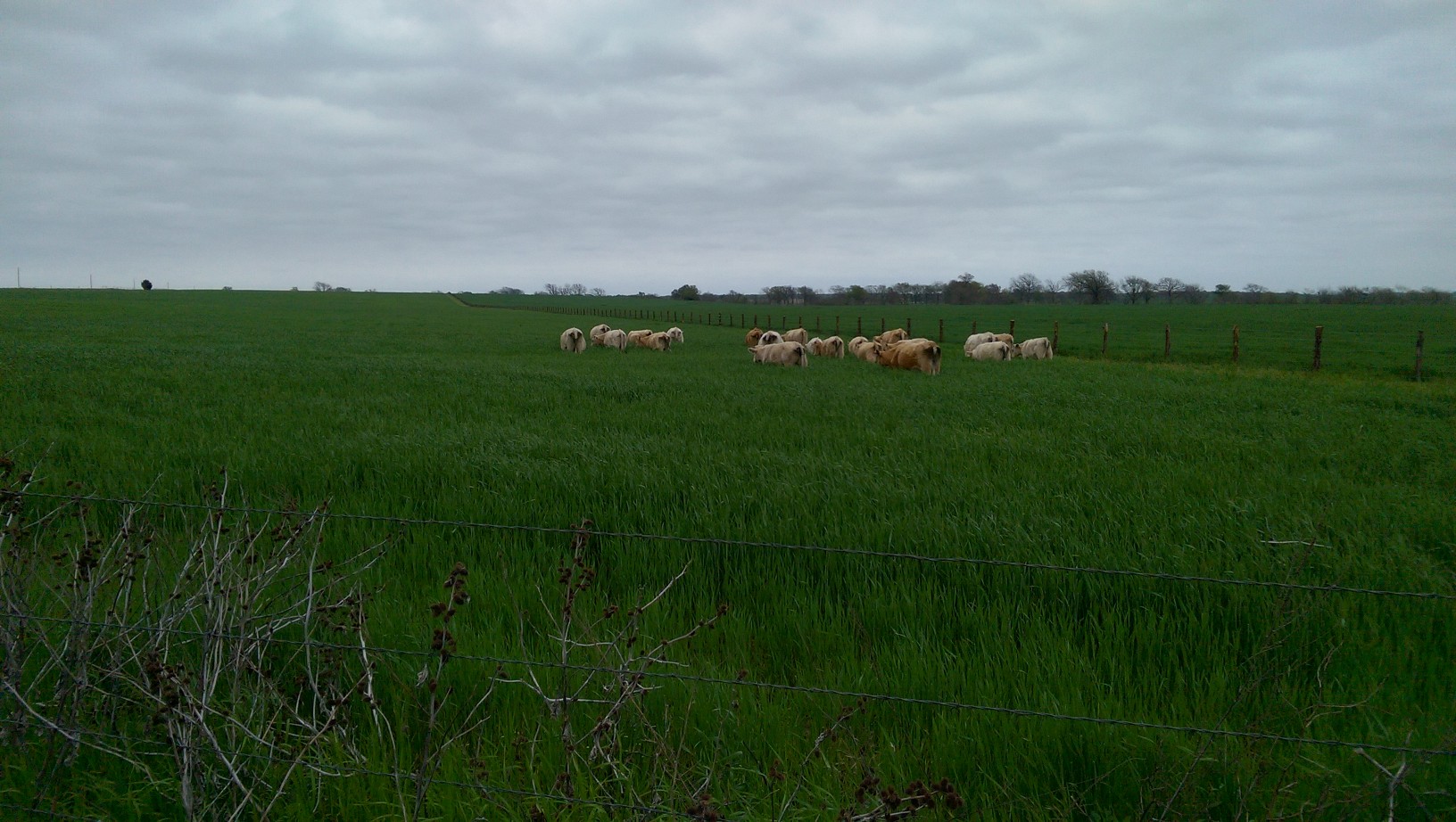 River Valley Grassfed Beef