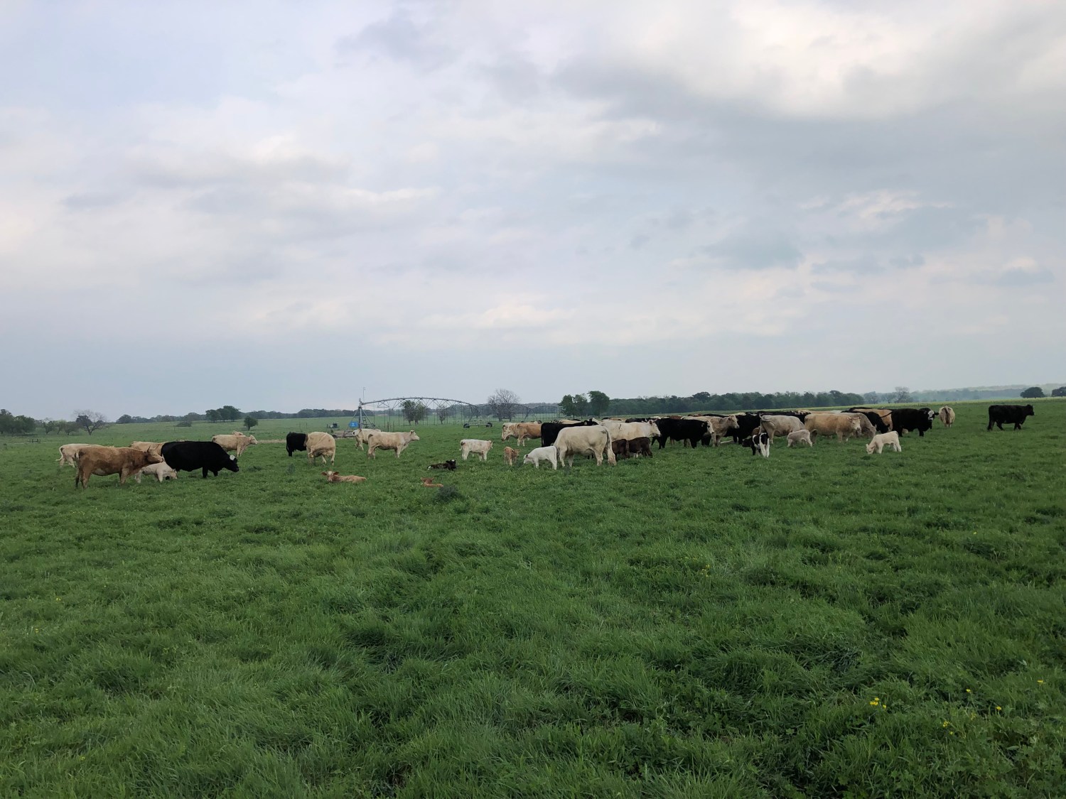 River Valley Grassfed Beef